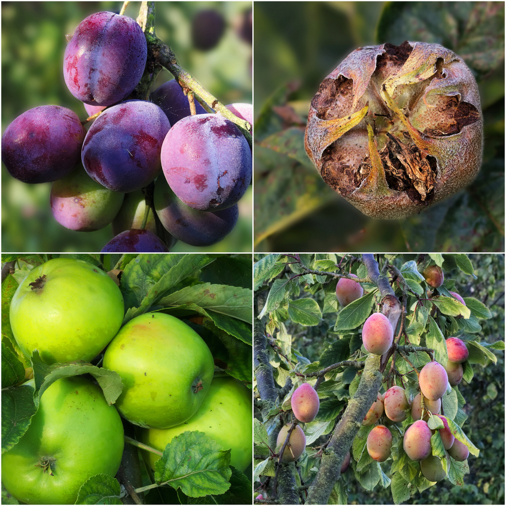 Milton Country Park Through the Year: The Orchard