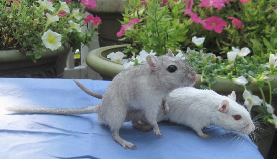 Sunshine Gerbils - Southeastern Pennsylvania gerbil breeder