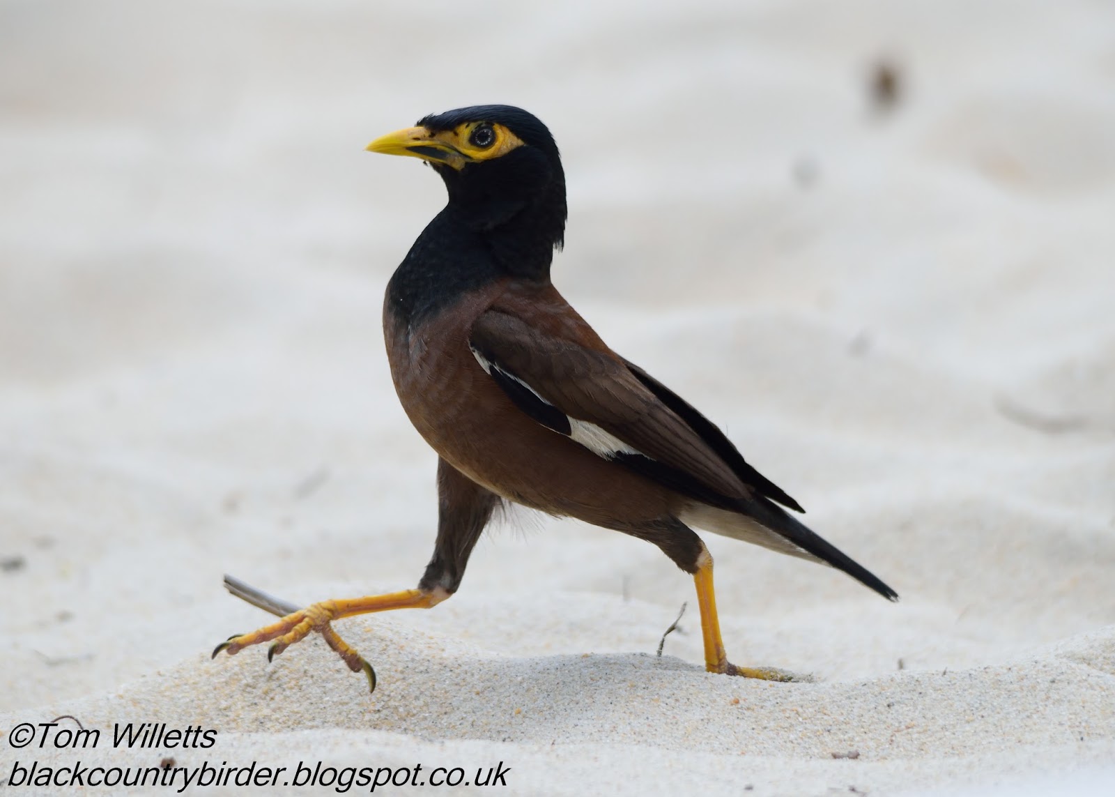 Two Black Country Birders: Thailand, Koh Samui & Bangkok