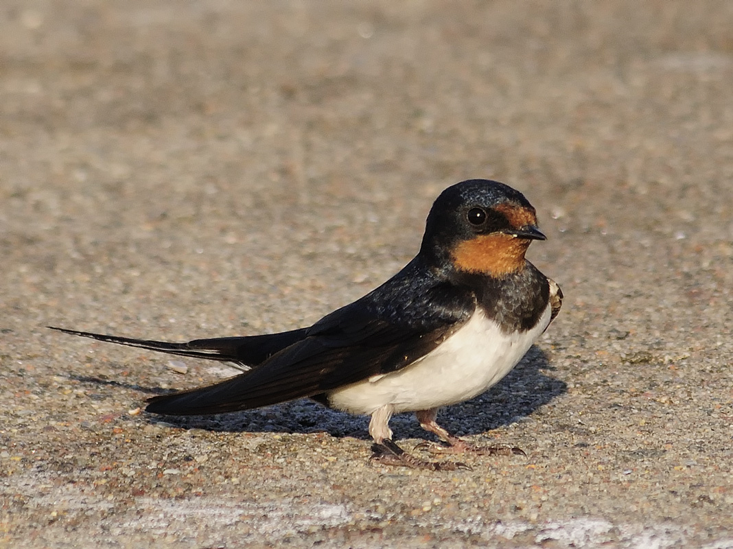Knuts fugleblogg: Låvesvale (Hirundo rustica)