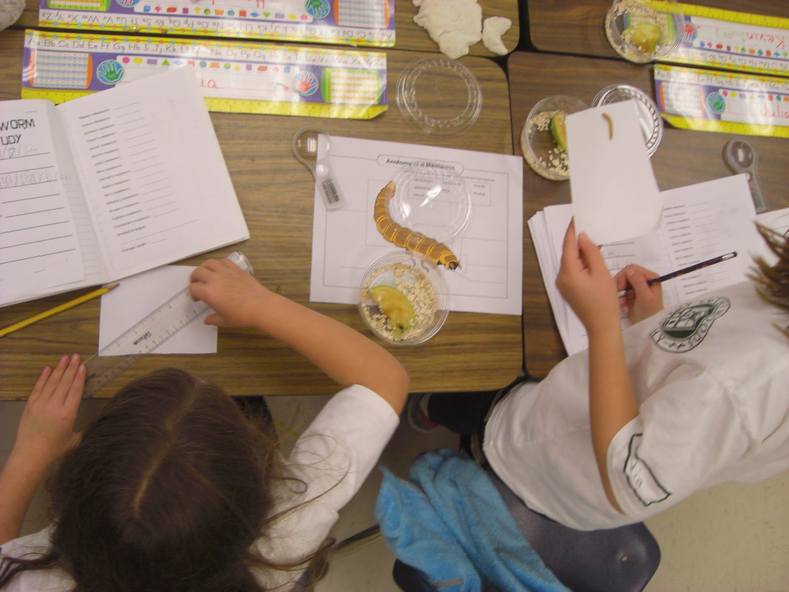Notes From Second Grade: Mealworms