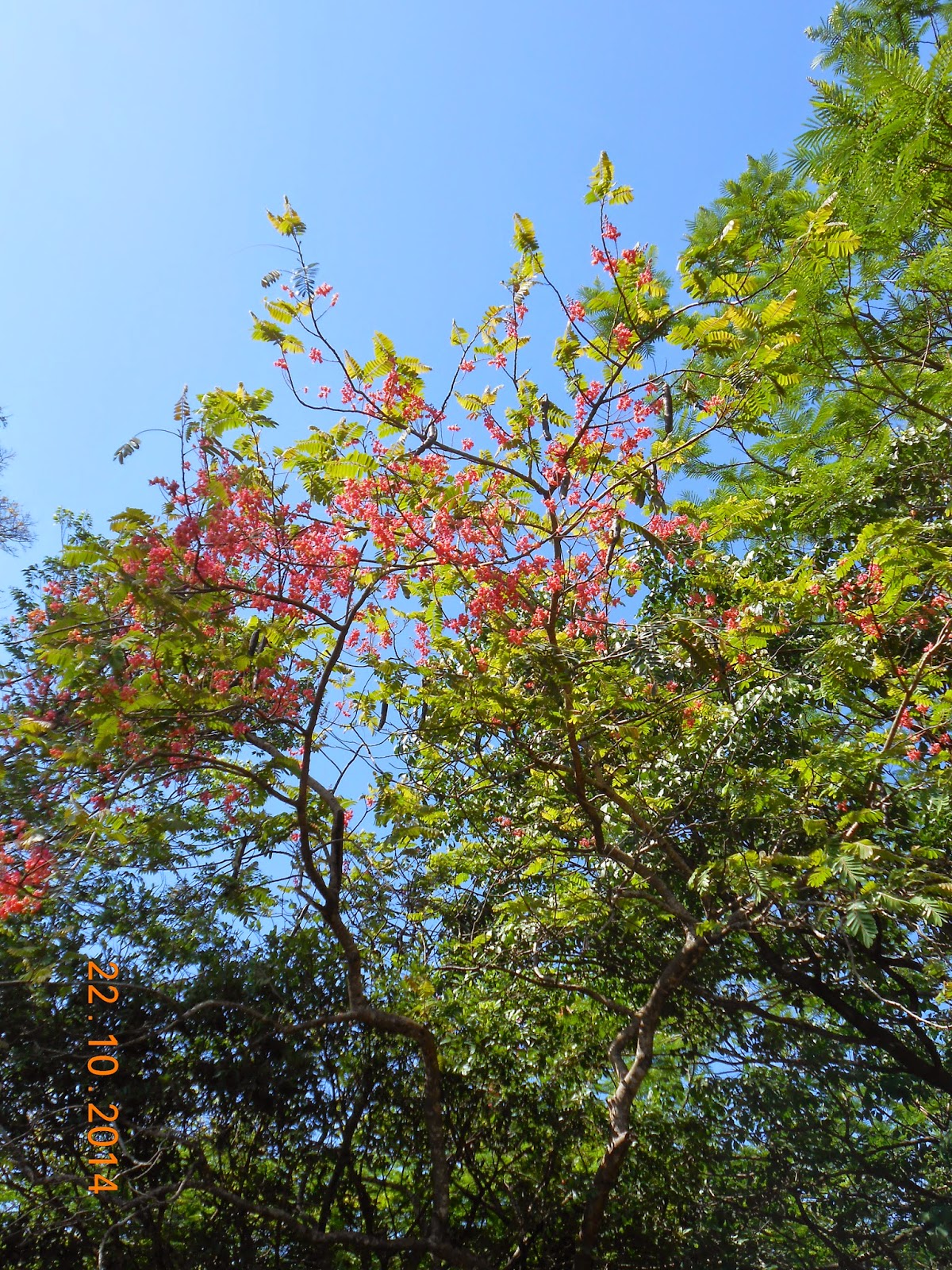 Árvores de Assis: Cássia-rosa