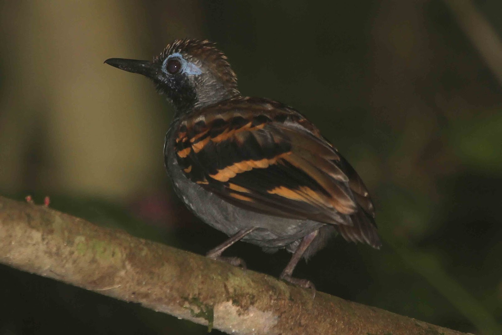 Streaked Xenops at Río Mono, a report by Bill Adsett