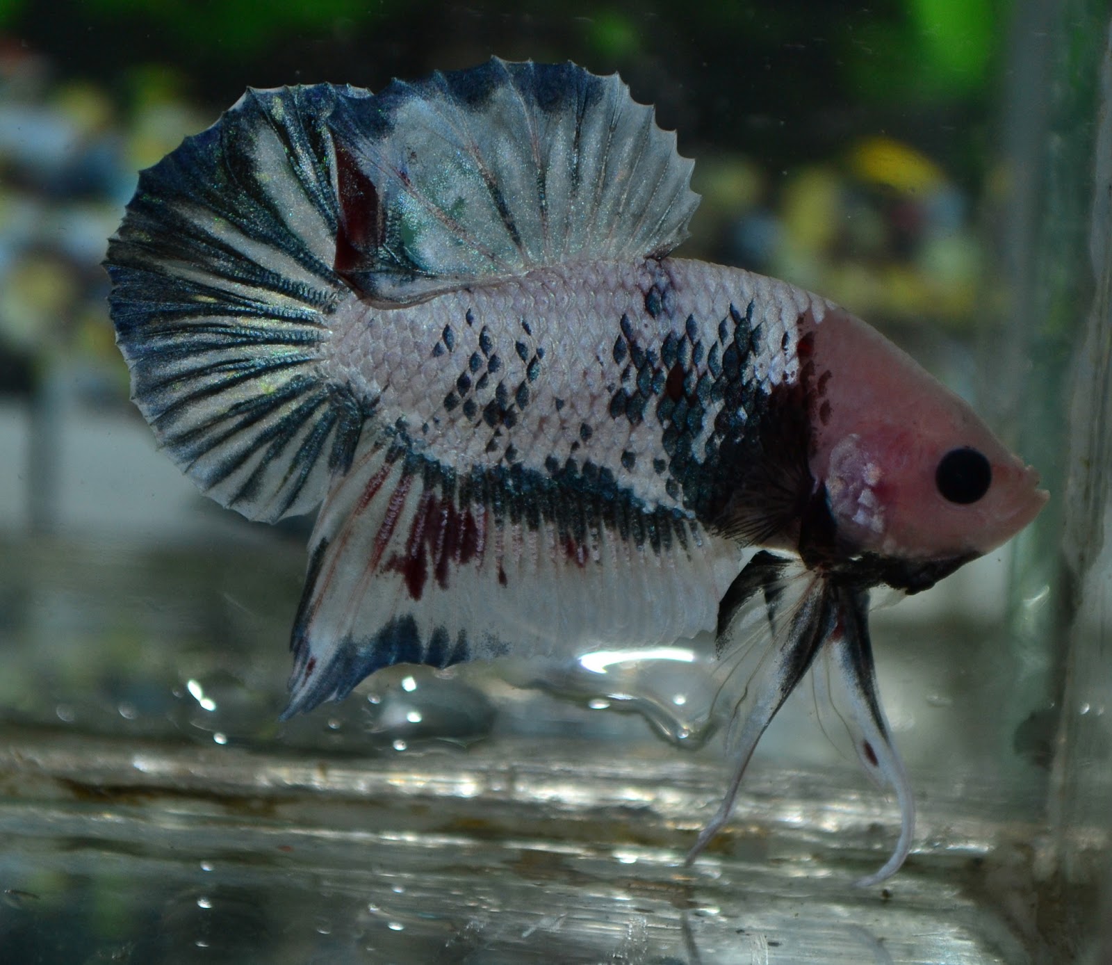 Betta Fish Afira: New Betta Fancy 2013 ( SOLD )