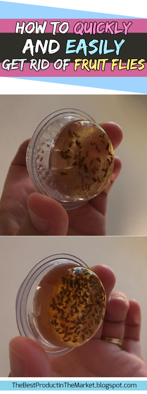 How To Quickly and Easily Get Rid of Fruit Flies