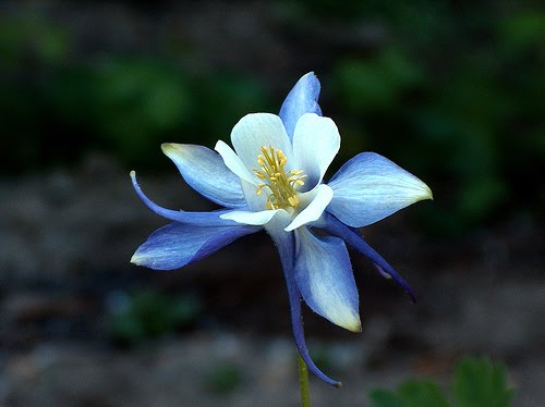 BEAUTIFUL FLOWERS: Columbine Flowers - Pictures & Meanings