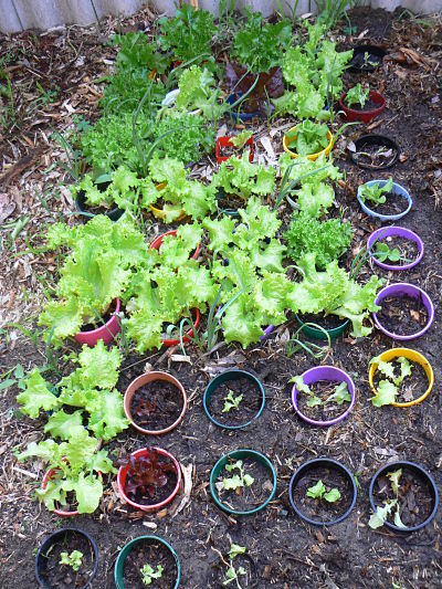 Urban Veggies and more: Lettuce in pots