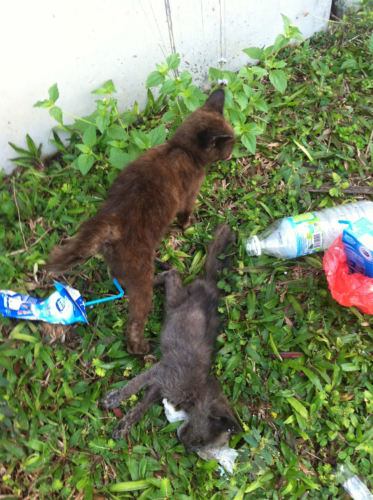 Anak Kucing Terbiar Mati (Bahizal Abu Bakar) | SCRATCH | PetFinder.my ...