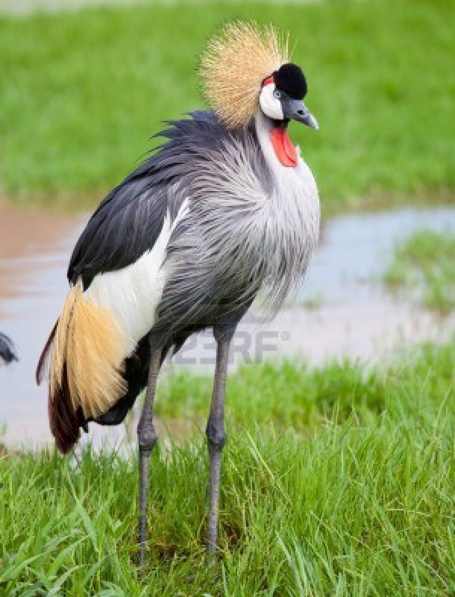 Crowned Crane | African Bird Facts & Pictures | Beauty Of Bird