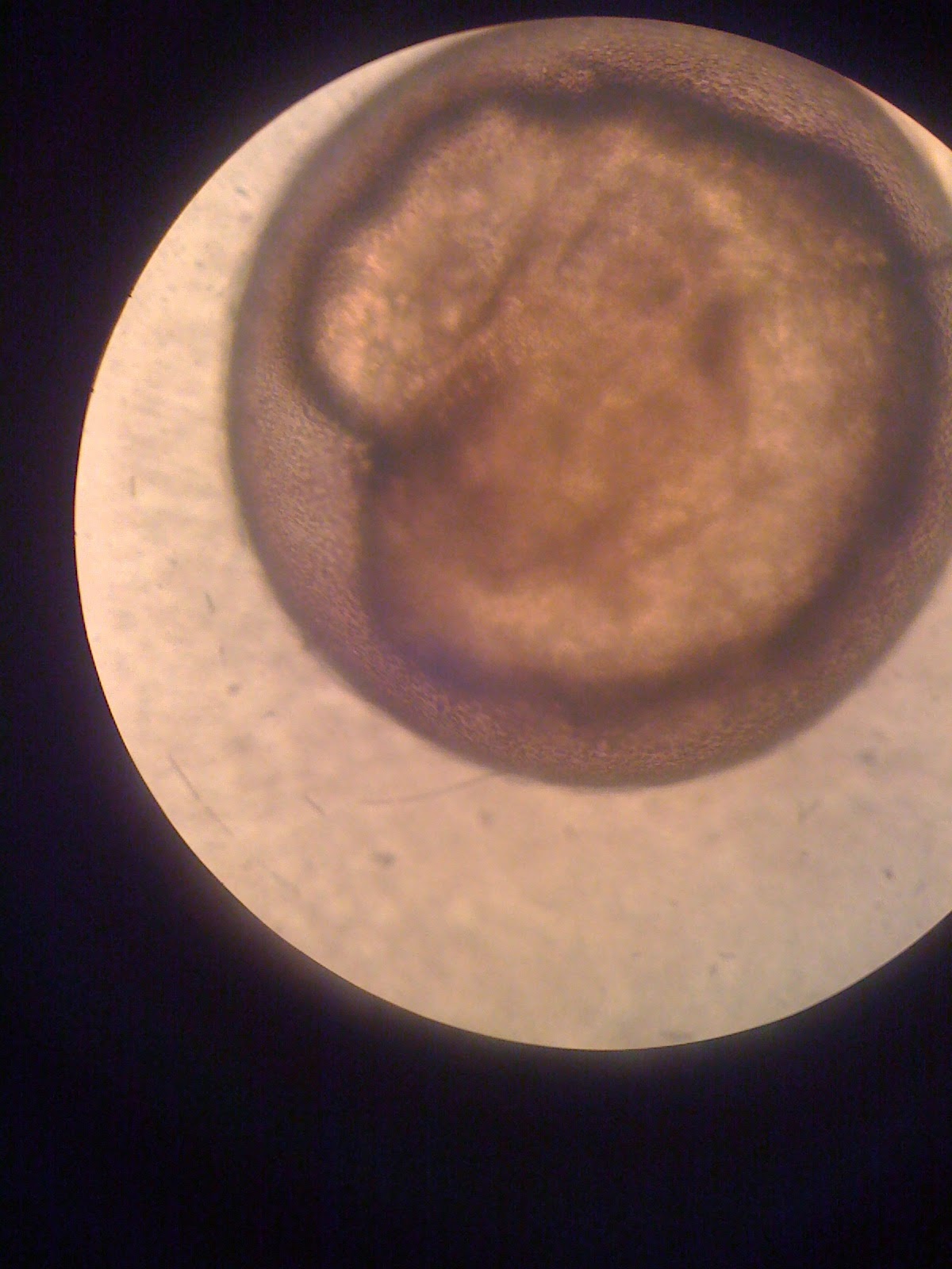 PERKEMBANGAN TELUR IKAN NILEM (Osteochilus hasselti) | 2016