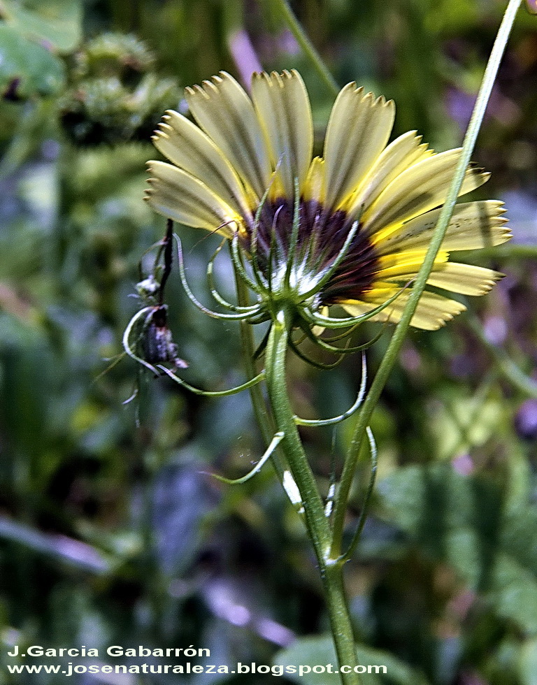 Naturaleza Viva: Tolpis barbata (L.) Gaertn. Fam: Asteraceae