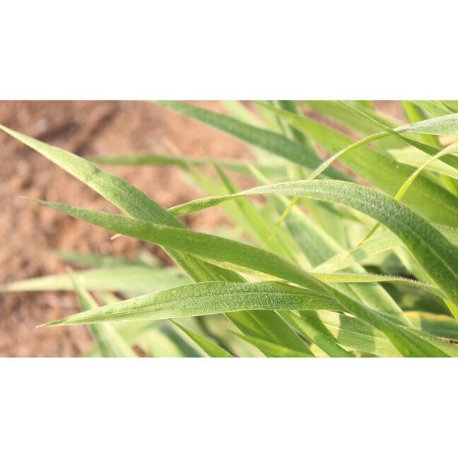 Rumput Brachiaria Ruziziensis - Elinotes review