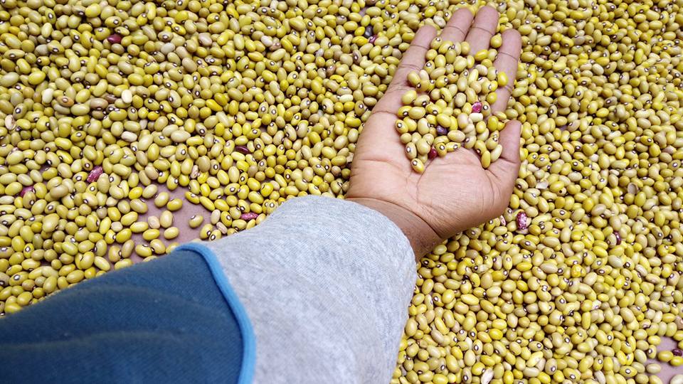 Kilimo cha maharage ni rahisi na kinalipa sana kikifanyika kwa utaalamu ...