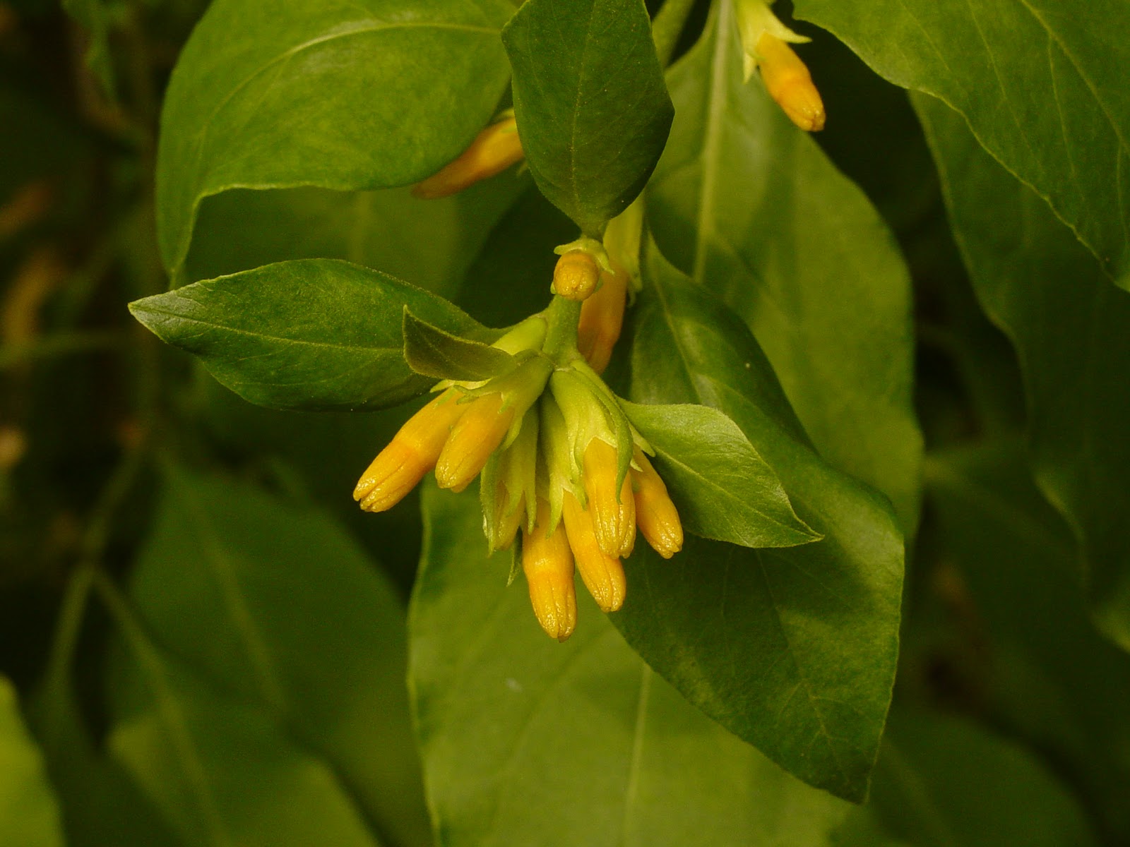 Medicinal Plants at Pura Vida Spa & Yoga Retreat: Zorrillo