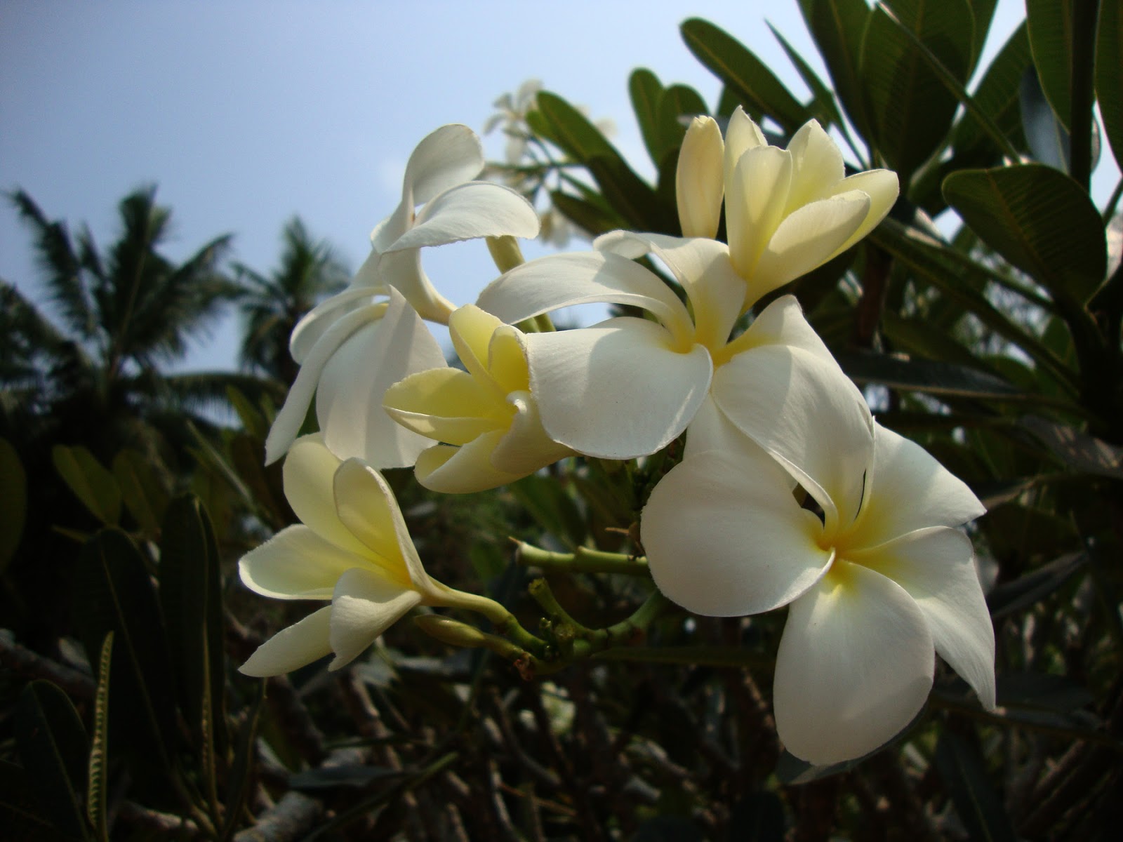 flowers and flowers: FLOWER IN TREES