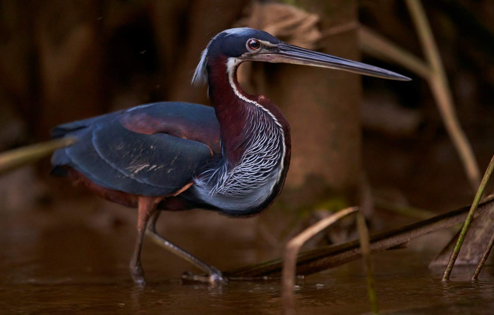 Άγαμι - Ορνιθοπανίδα