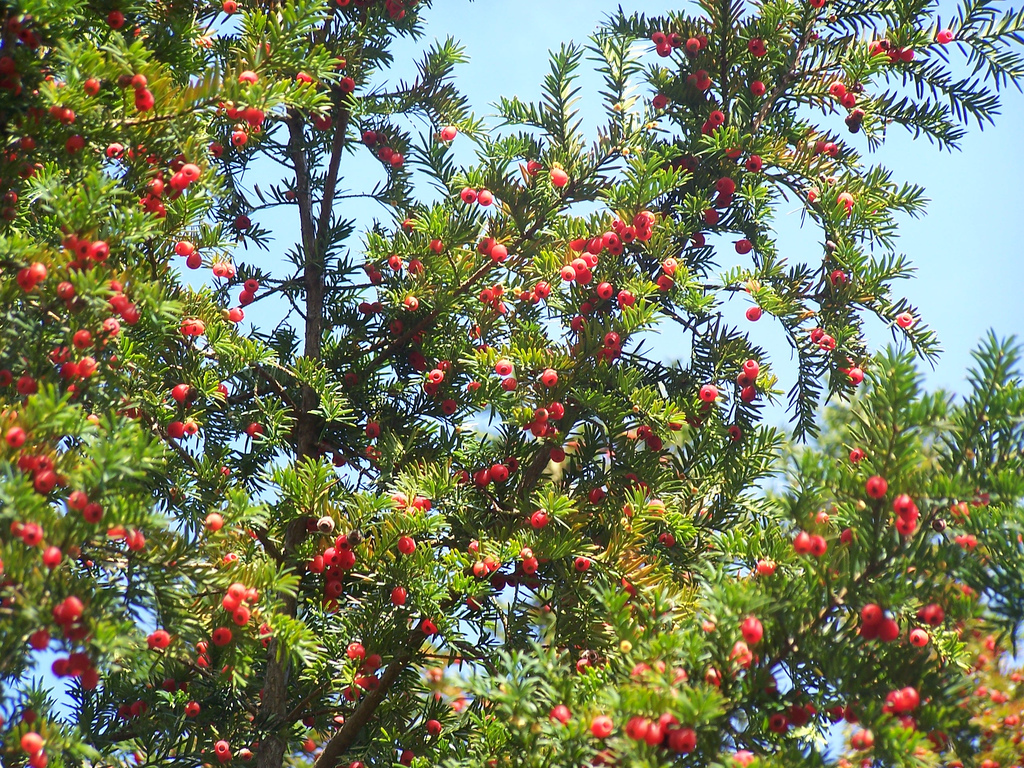 PORSUK AĞACI Taxus Baccata