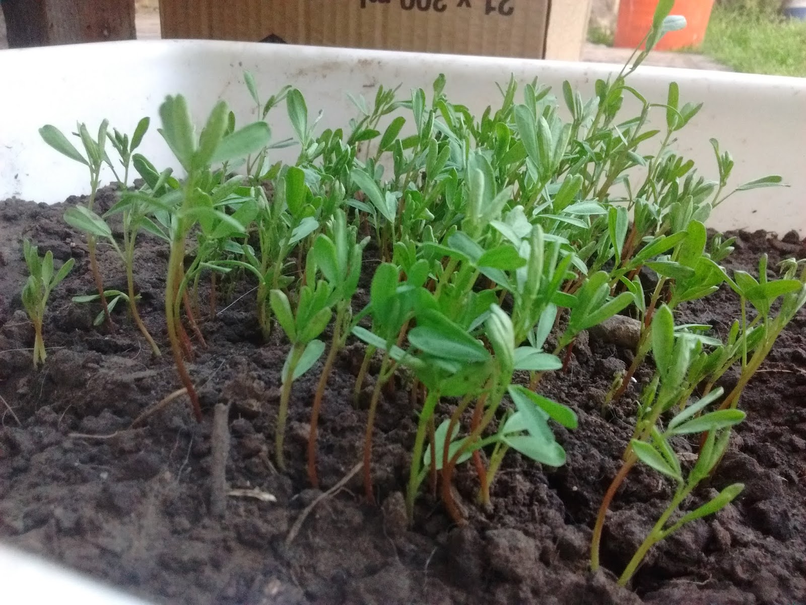 Práctica con brotes y germinados