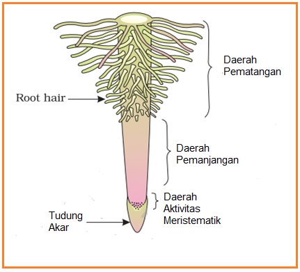 BIOLOGI GONZAGA: TRY AND ERROR PERTUMBUHAN DAN PERKEMBANGAN