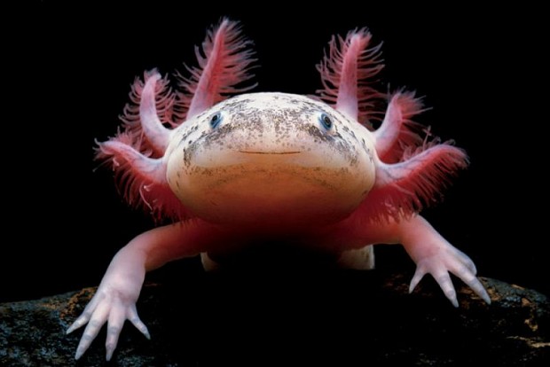 7 hewan-hewan unik di dunia ~ FORESTER UNTAD BLOG