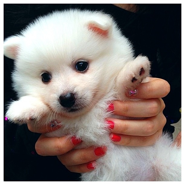 Cute Baby Pictures Daily: Very Cute Puppies