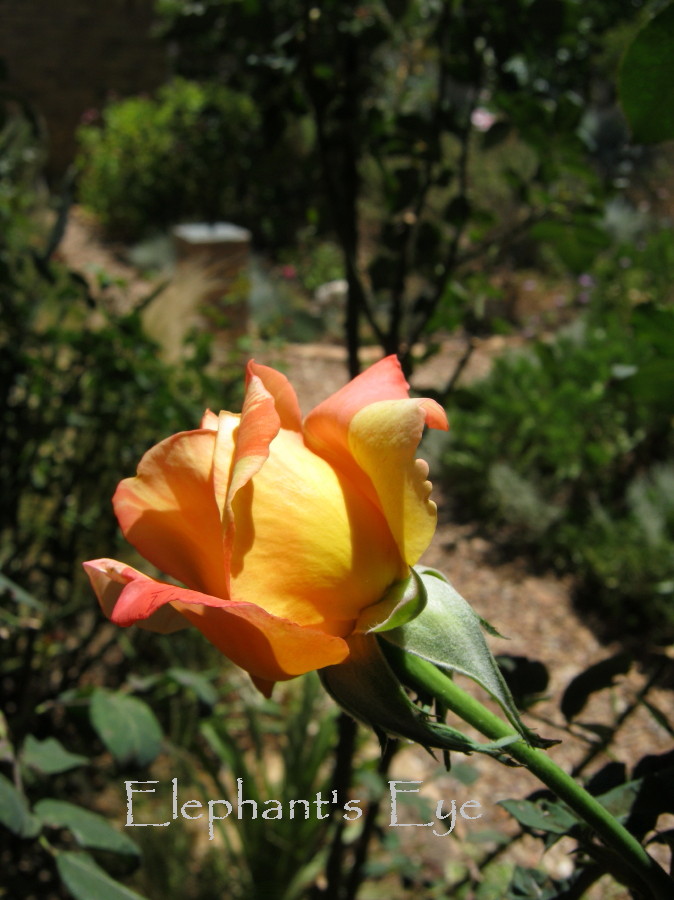 Elephant's Eye: Foreign flowers in December