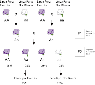 el moderno prometeo: Herencia: Leyes de Mendel