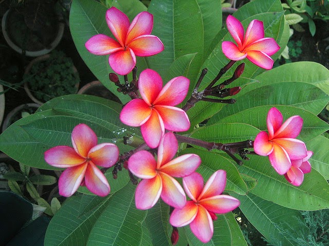 گھریلو باغبانی: گرمیوں میں بھی اپنے گھروں کو پھولوں سے سجایئے