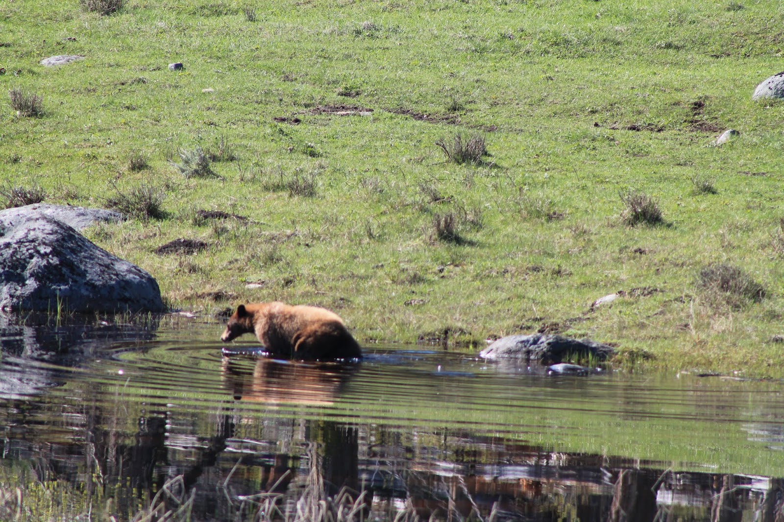 mkadventures: We live in the "BEARmuda Triangle"