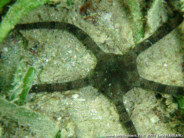 Ophiuroidea | BLOG PEMBELAJARAN BIOLOGI