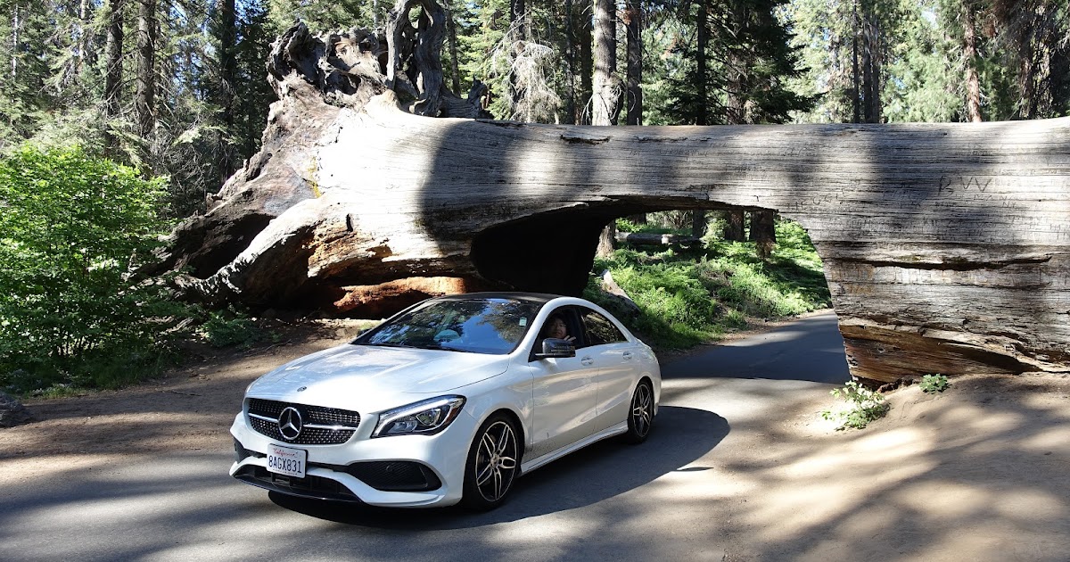 Java 生活紀錄: Tunnel Log at the Sequoia National Park