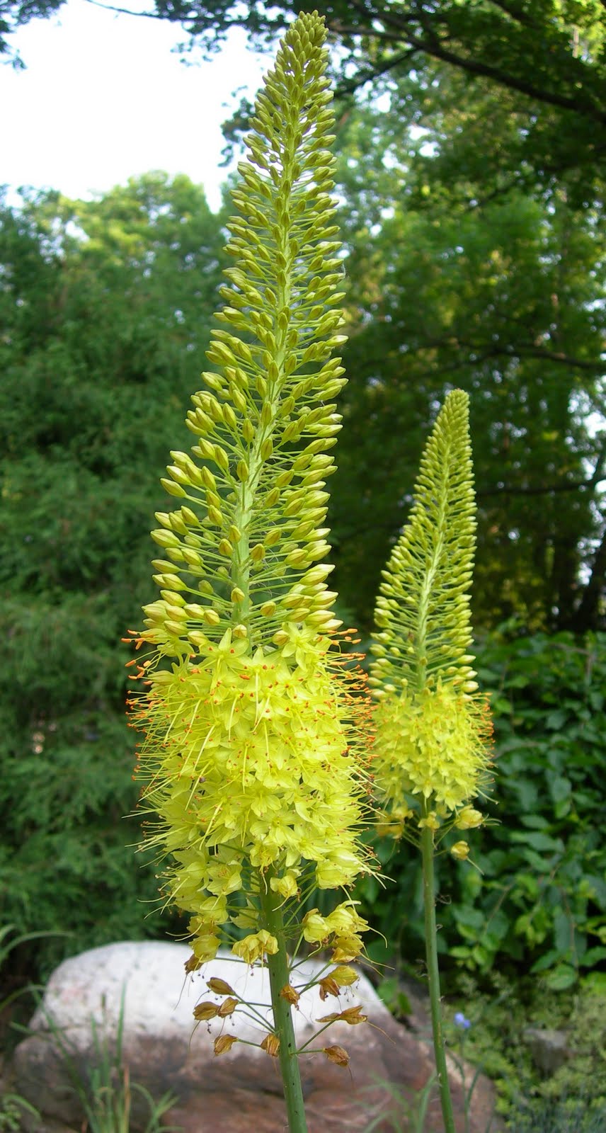 The Phytophactor: Friday Fabulous Flower - Foxtail Lily