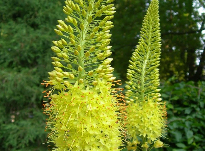 The Phytophactor: Friday Fabulous Flower - Foxtail Lily