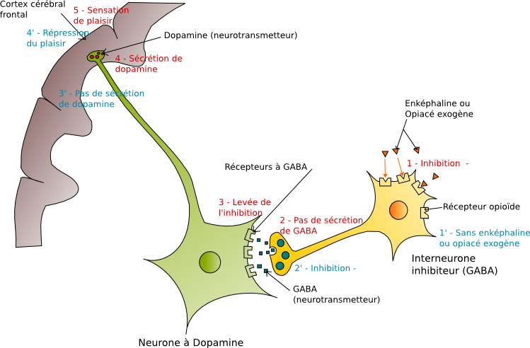 Goûtez au plaisir...: Les récepteurs à endomorphines