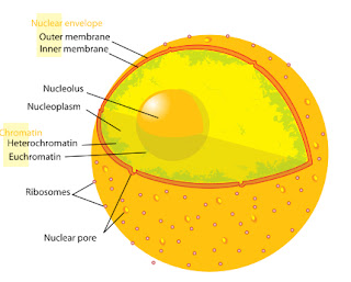The Neuron - Part 1 and 2 | Curious Tendency
