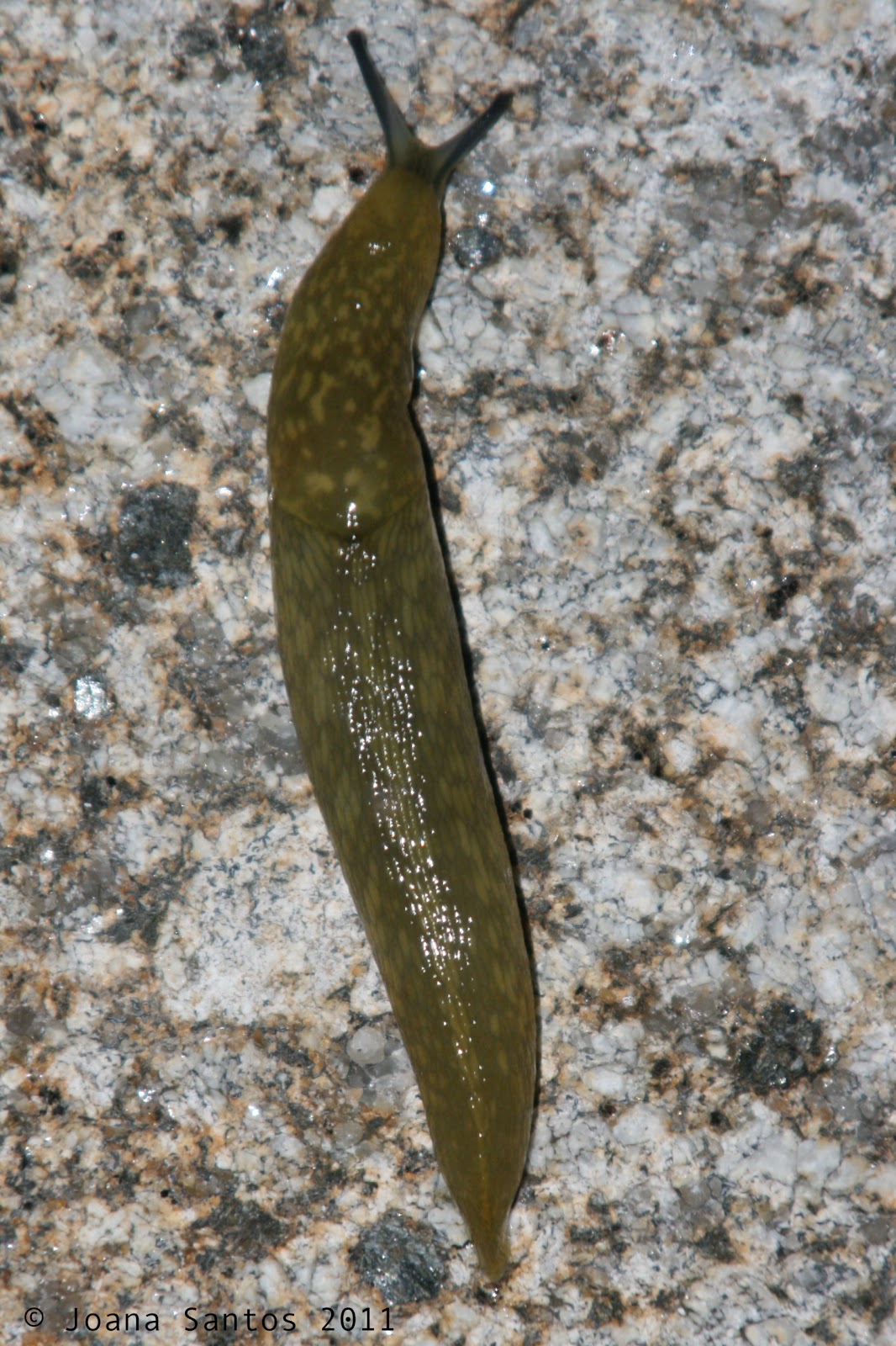Animalia zoom: Lesma- Slug (Parmacella valencienni)