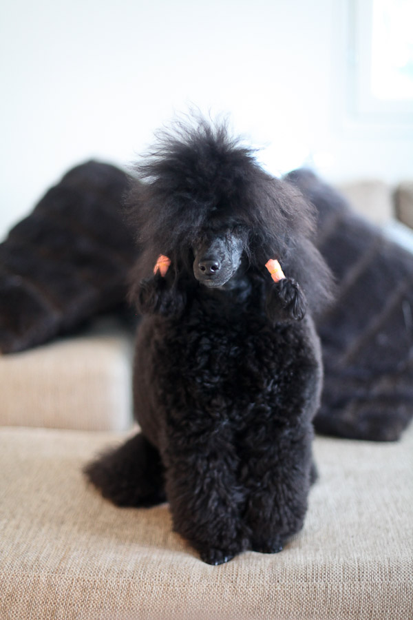 Saa Kurkistaa: Meidän villakoirat