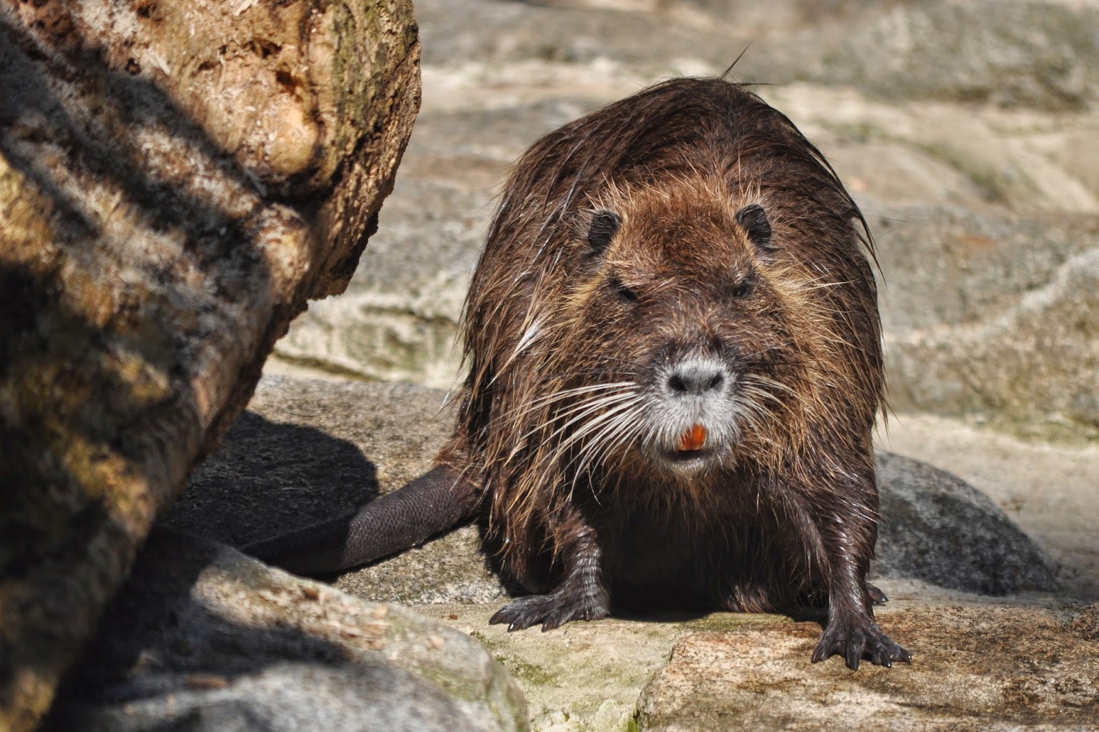 ZOOTOGRAFIANDO (6.100 ANIMALS): COIPÚ / COYPU (Myocastor coypus)
