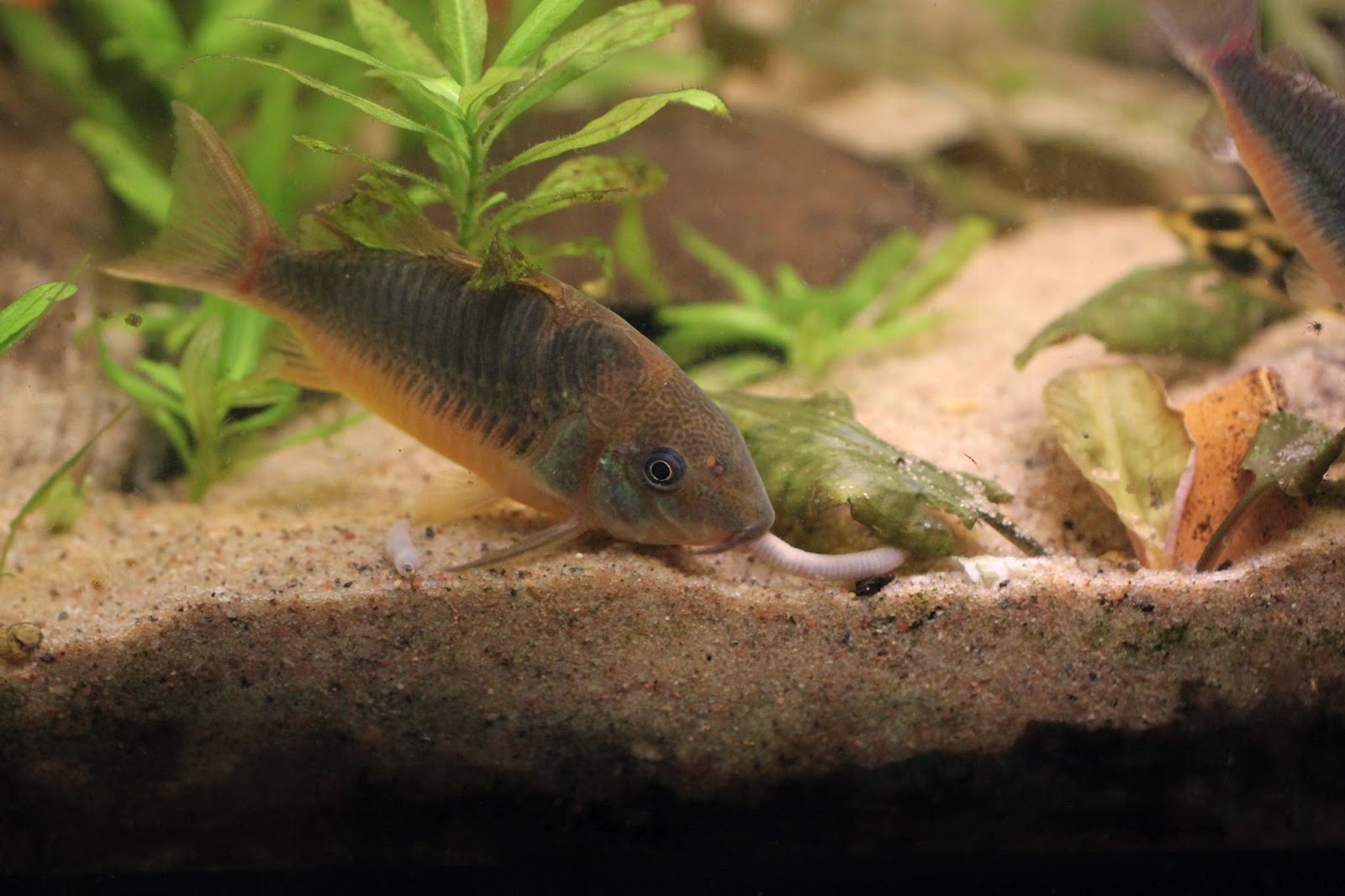 Choose The Right Aquarium Fish Food: Live infusoria, Grindal ...