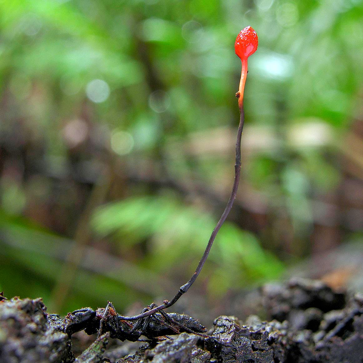 Hongo Sorongo....: Cordyceps