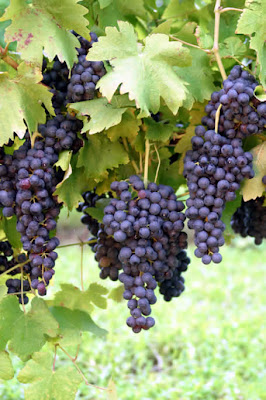 Plant | Rare Plants, Plant Lovers | Plant Blog: How To Plant Grapes ...