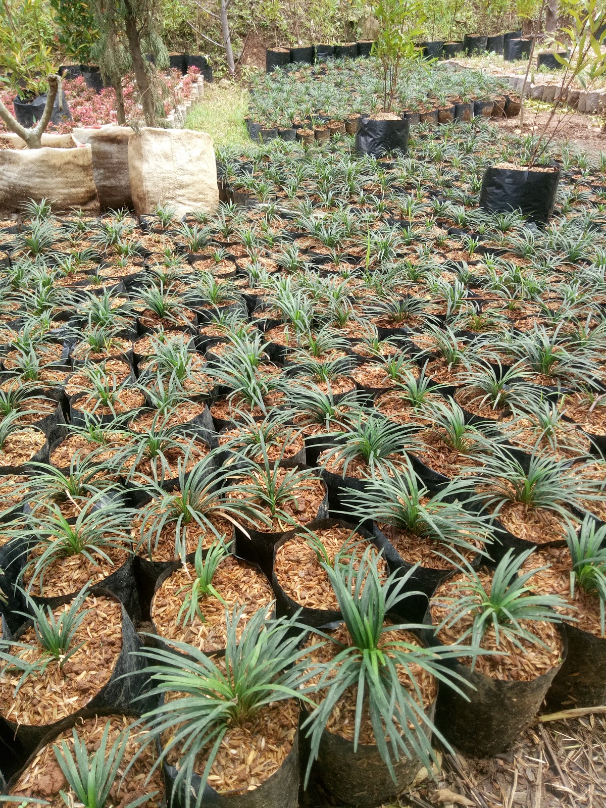 JUAL TANAMAN HIAS KUCAI MINI ~ SINOX NURSERY