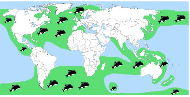 El alucinante mundo marino: Orca (Orcinus orca) | “Killer whale”