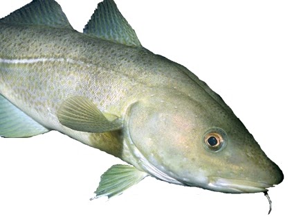 Some Cod Facts: Salted Cod