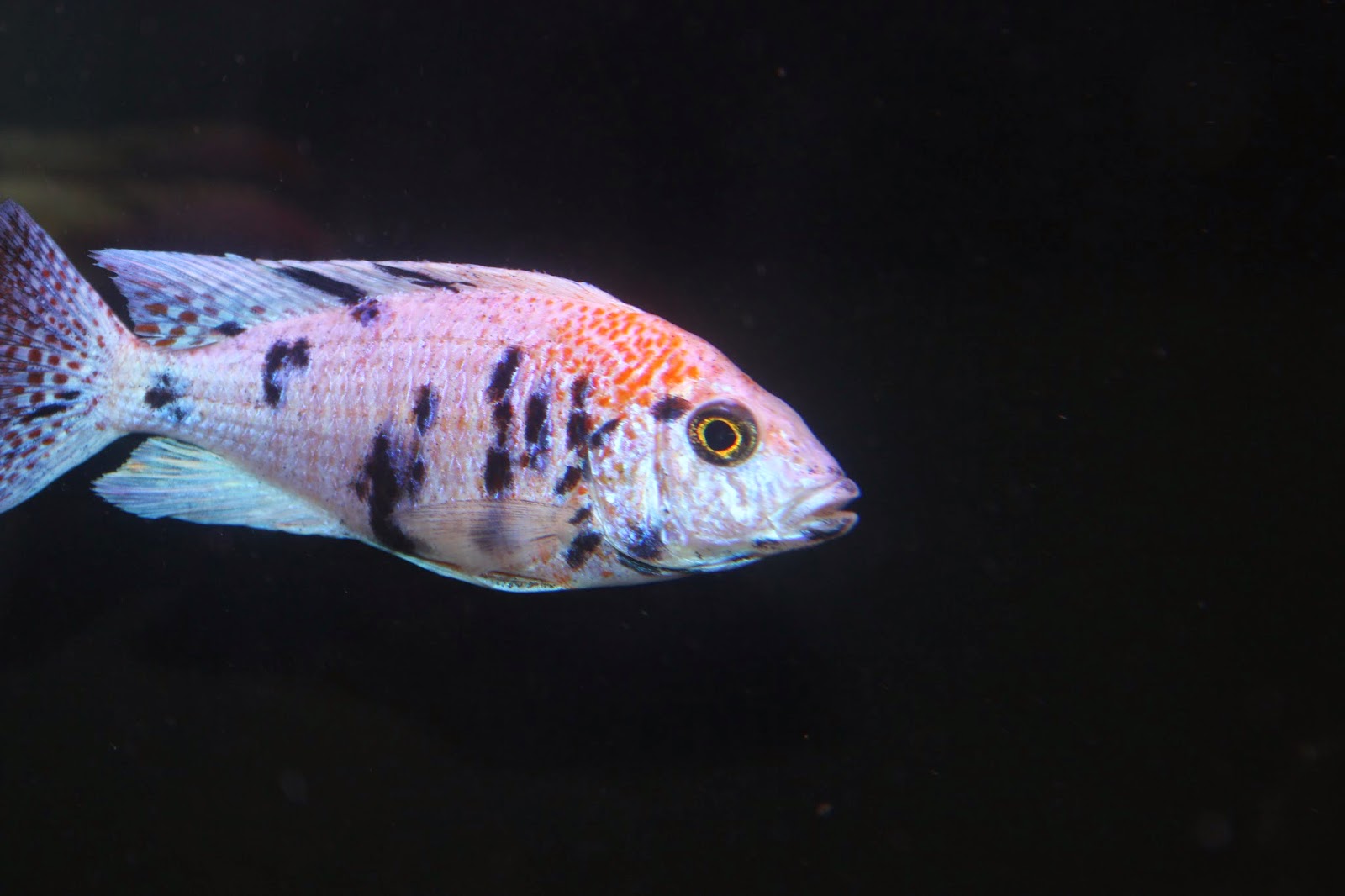 Amazing Fish: OB Peacock