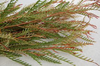 A Passion for Flowers: It’s summer: Time for Pink Ice