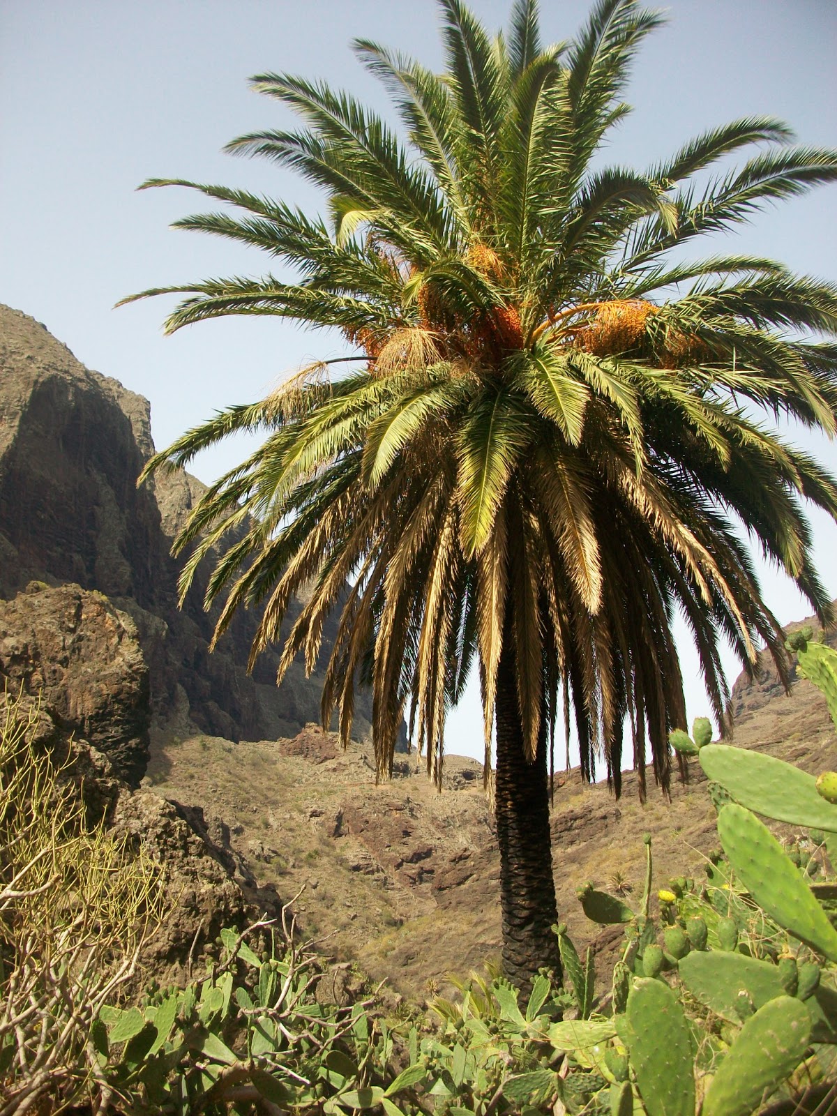 Senderismo para TI : Palmera canaria - Phoenix canariensis