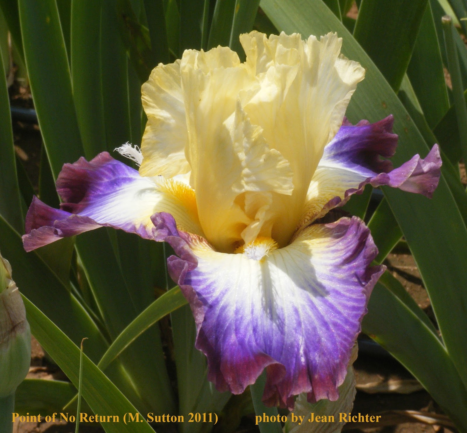 World of Irises: Space Age Iris of the Early 21st Century