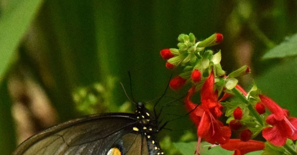 Using Georgia Native Plants: Growing Butterflies in the Woods