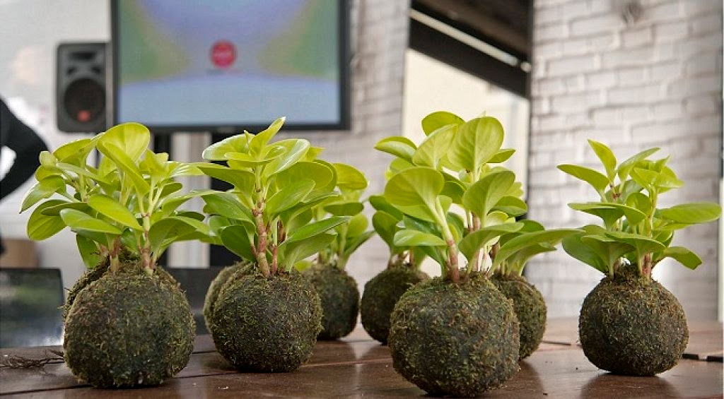 FASHIOPALISMO: KOKEDAMAS